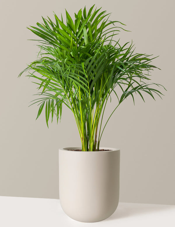 Large Areca Palm | Tropical Indoor Plants & Houseplants for Delivery ...