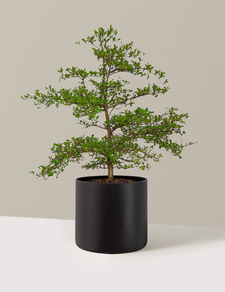 Rare and Unusual Black Olive Tree | Bucida Buceras | The Sill