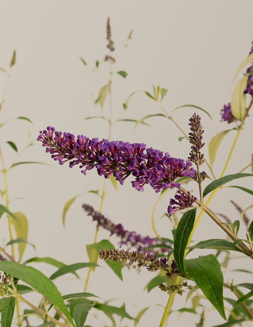 Black Knight Butterfly Bush | Plants To Attract Pollinators | The Sill