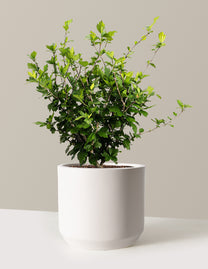 Blue Chiffon® Rose of Sharon | The Sill