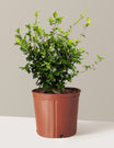 Blue Chiffon® Rose of Sharon | The Sill