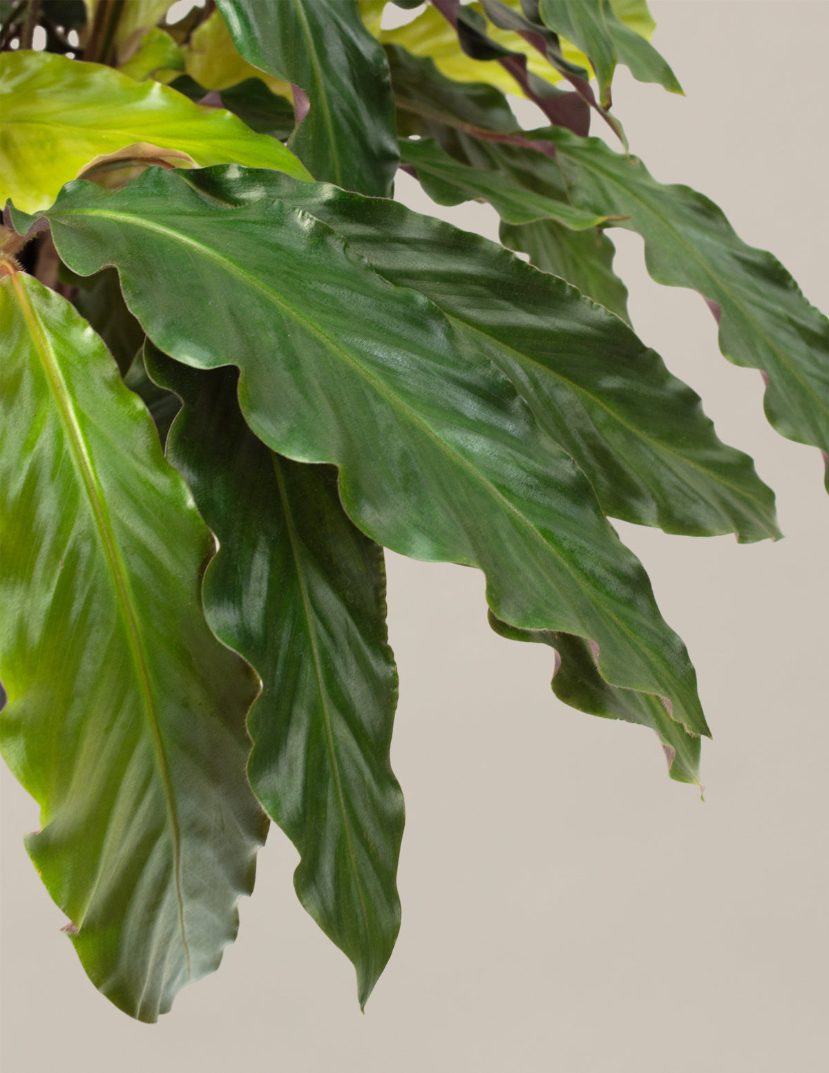 Large Calathea Wavestar | Houseplants Safe for Pets Delivery | The Sill