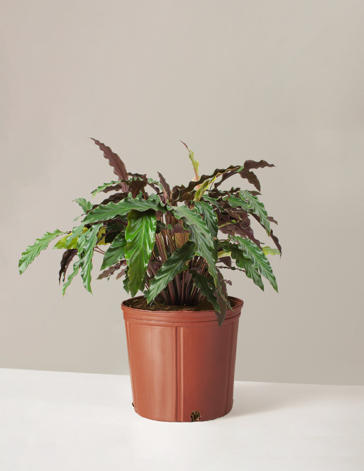 Large Calathea Wavestar | Houseplants Safe for Pets Delivery | The Sill