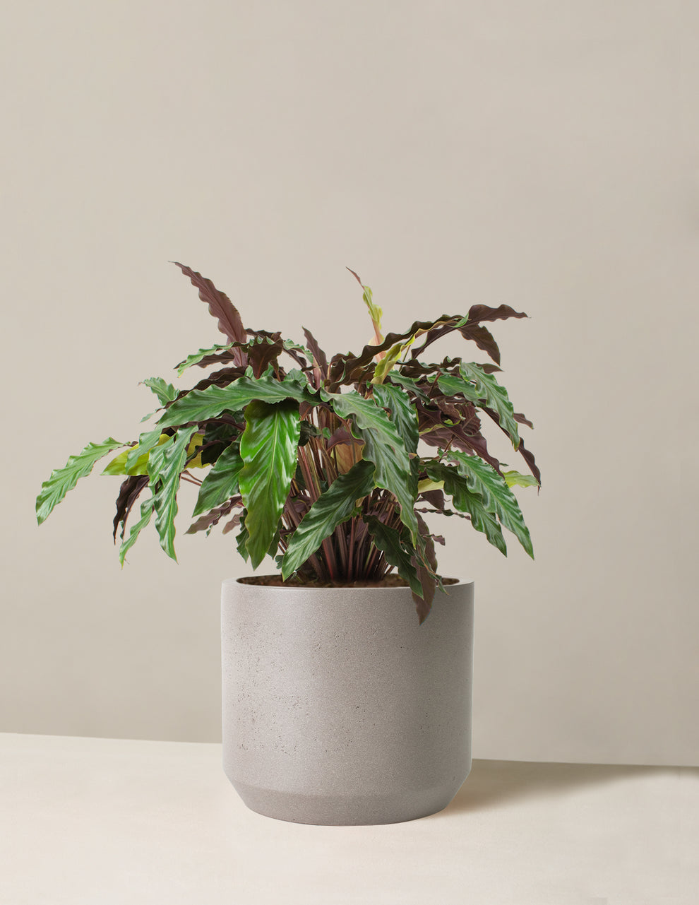Large Calathea Wavestar | Houseplants Safe for Pets Delivery | The Sill