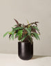 Large Calathea Wavestar | Houseplants Safe for Pets Delivery | The Sill