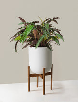 Large Calathea Wavestar | Houseplants Safe for Pets Delivery | The Sill