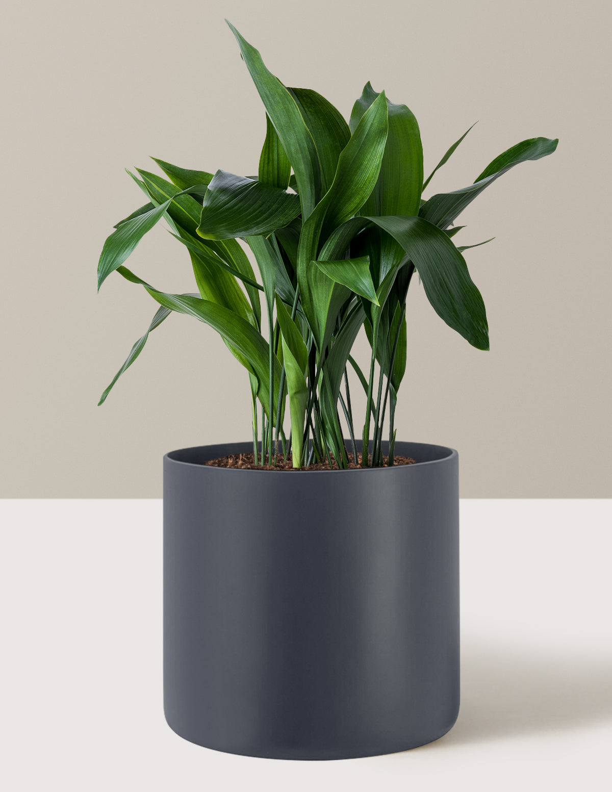 Large Cast Iron Plant | Indoor Plants & Houseplants for Delivery | The Sill