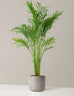 Large Cat Palm | Indoor Plants & Houseplants for Delivery | The Sill