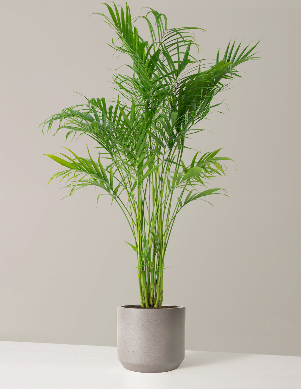 Large Cat Palm | Indoor Plants & Houseplants for Delivery | The Sill