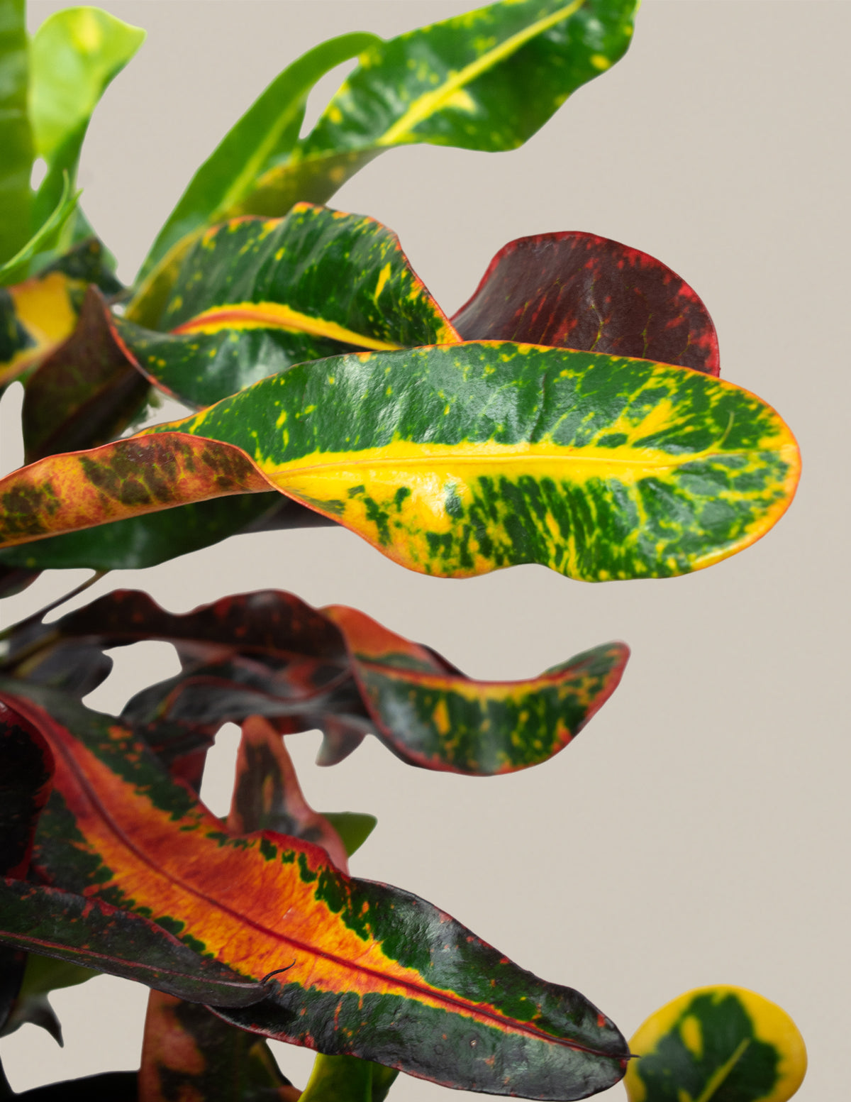 Large Corkscrew Croton (Codiaeum variegatum) | Colorful Houseplants for ...