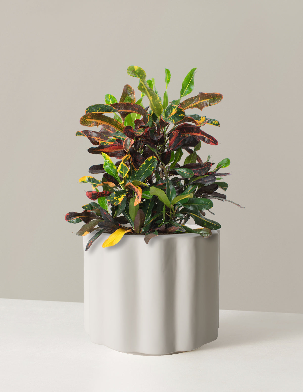 Large Corkscrew Croton (Codiaeum variegatum) | Colorful Houseplants for ...