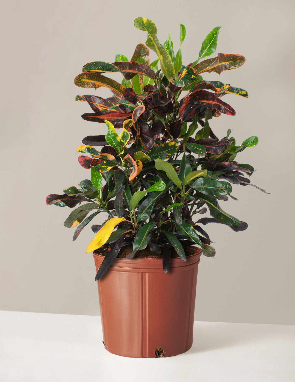 Large Corkscrew Croton (Codiaeum variegatum) | Colorful Houseplants for ...
