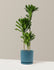 Large Dracaena Compacta Cane | Large Houseplants for Delivery | The Sill