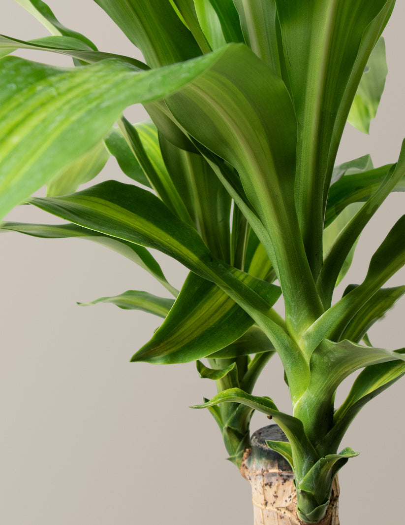 Large Dracaena 'Mass Cane' | Indoor Plants & Houseplants | The Sill