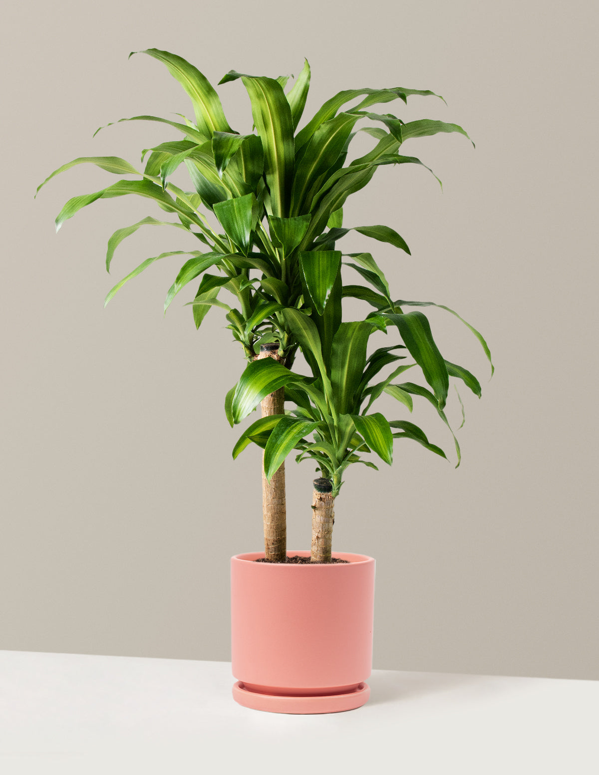 Large Dracaena 'Mass Cane' | Indoor Plants & Houseplants | The Sill