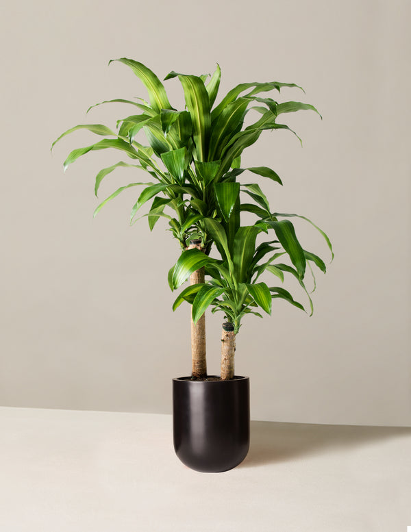 Large Dracaena 'Mass Cane' | Indoor Plants & Houseplants | The Sill