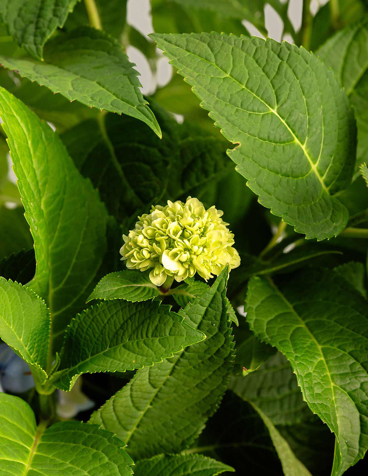 Endless Summer® Hydrangea for Sale - Enjoy Year-Round Blooms with this ...