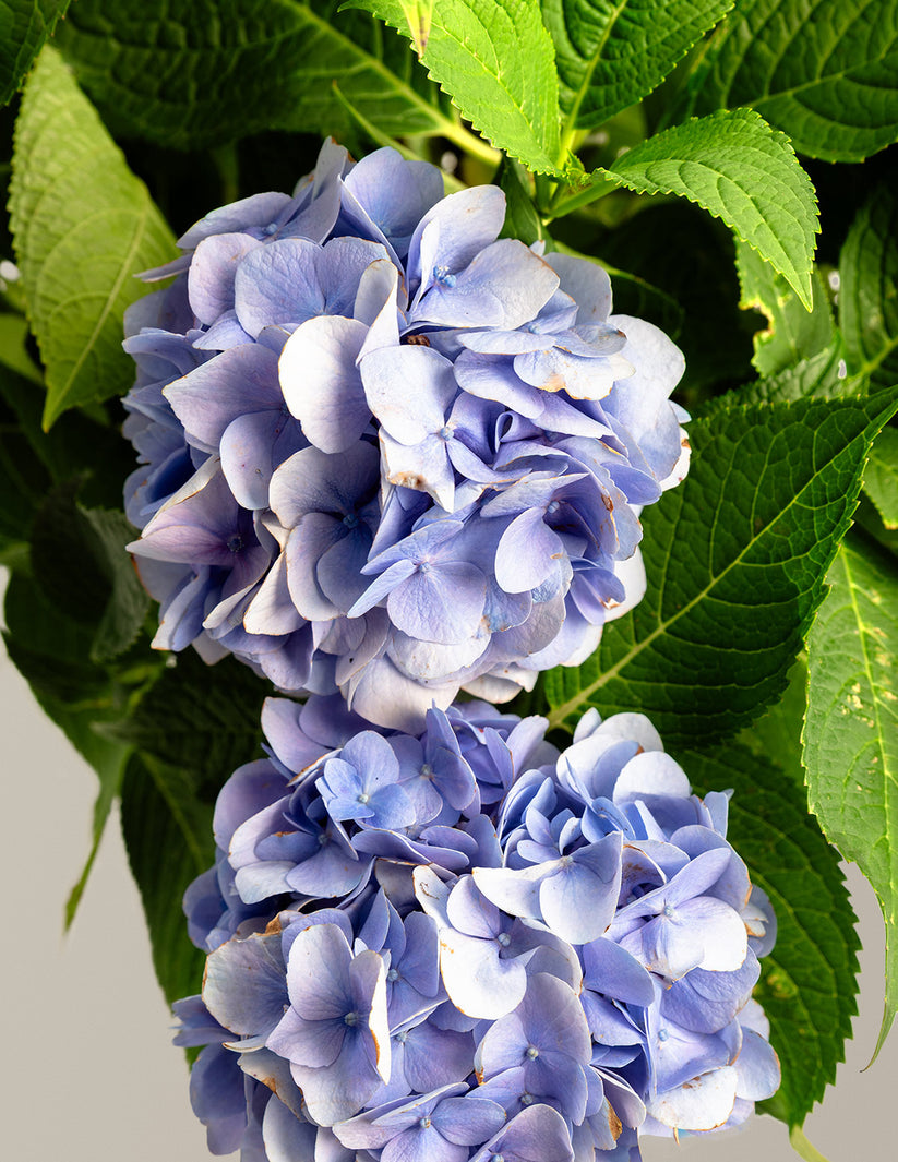 Endless Summer® Hydrangea for Sale - Enjoy Year-Round Blooms with this ...