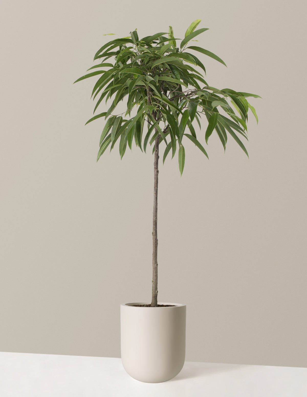 Large Ficus Alii Tree Floor Plant | Easy Indoor Plants for Delivery ...