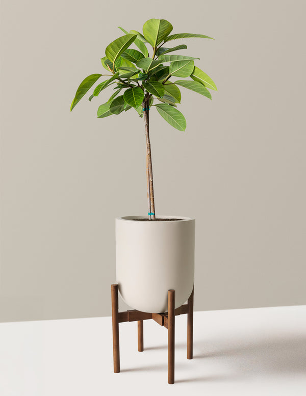Large Ficus Altissima Tree | Indoor Plants for Delivery | The Sill