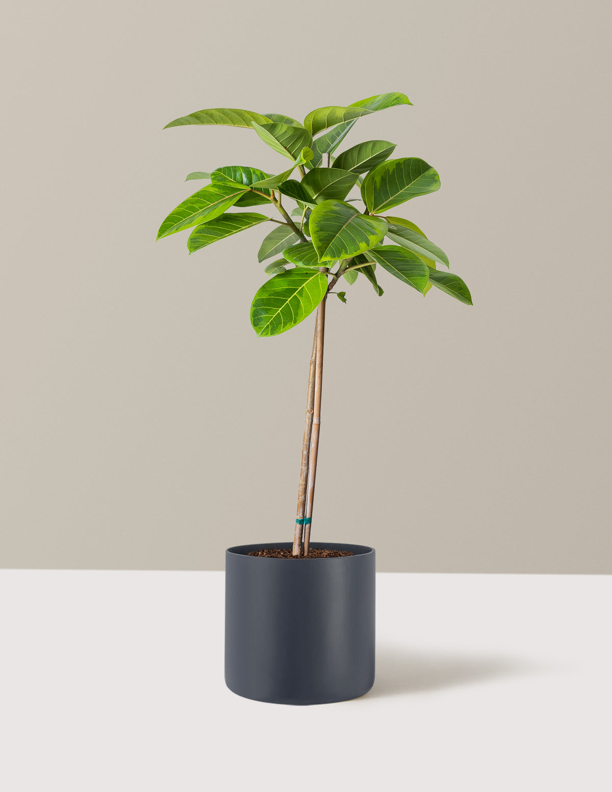 Large Ficus Altissima Tree | Indoor Plants for Delivery | The Sill