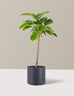 Large Ficus Altissima Tree | Indoor Plants for Delivery | The Sill