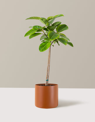Large Ficus Altissima Tree | Indoor Plants for Delivery | The Sill