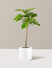 Large Ficus Altissima Tree | Indoor Plants for Delivery | The Sill