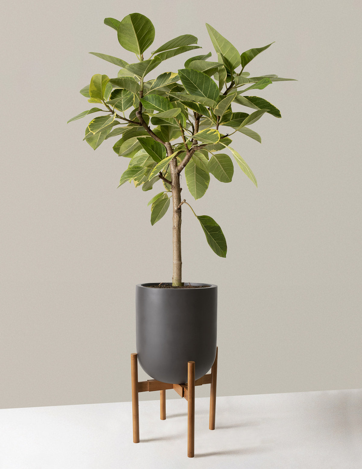 Large Ficus Altissima Tree | Indoor Plants for Delivery | The Sill