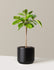 Large Ficus Altissima Tree | Indoor Plants for Delivery | The Sill