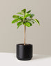Large Ficus Altissima Tree | Indoor Plants for Delivery | The Sill