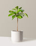 Large Ficus Altissima Tree | Indoor Plants for Delivery | The Sill