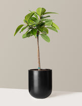 Large Ficus Altissima Tree | Indoor Plants for Delivery | The Sill