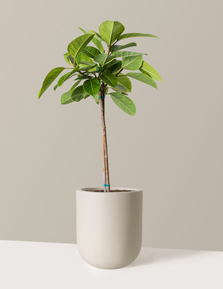 Large Ficus Altissima Tree | Indoor Plants for Delivery | The Sill