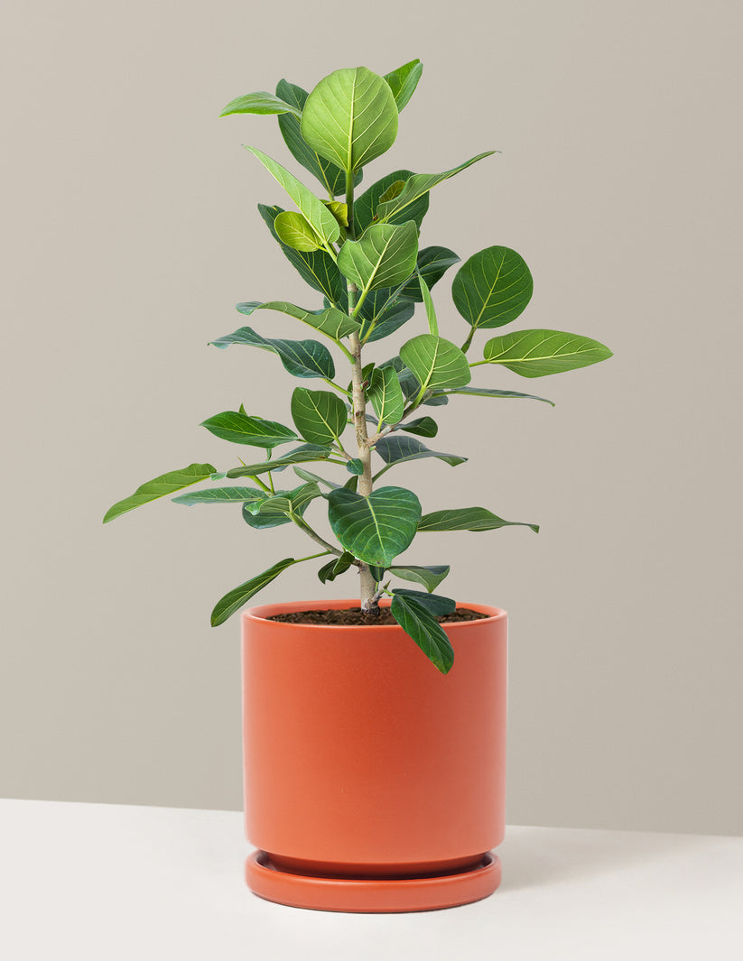 Ficus Audrey Bush | Indoor Plants and Houseplants for Delivery | The Sill