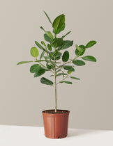 Large Ficus Audrey Tree | Indoor Plants and Houseplants for Delivery ...