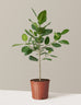 Large Ficus Audrey Tree | Indoor Plants and Houseplants for Delivery ...