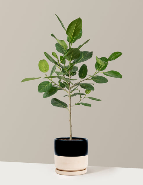 Large Ficus Audrey Tree | Indoor Plants and Houseplants for Delivery ...