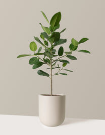 Large Ficus Audrey Tree | Indoor Plants and Houseplants for Delivery ...