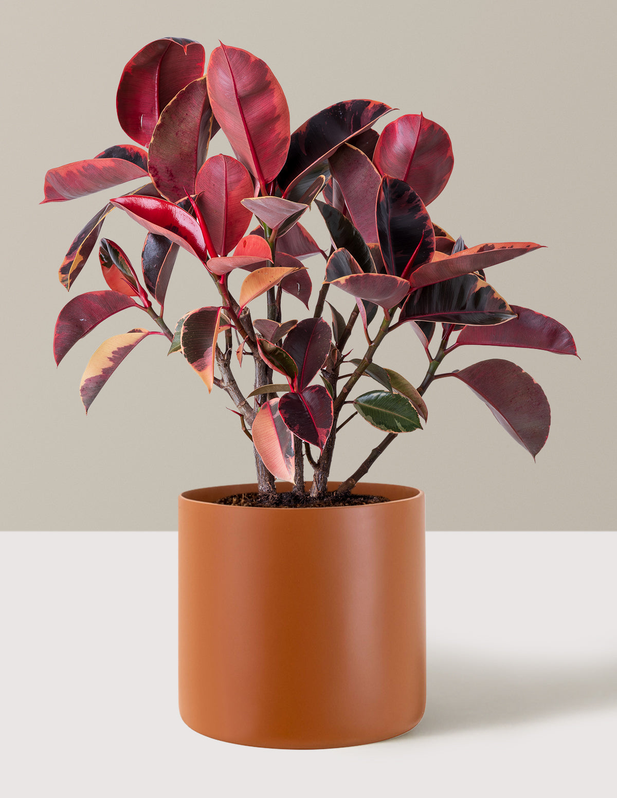Ficus 'Ruby' | Tropical Indoor Plants & Houseplants for Delivery | The Sill