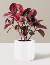 Ficus 'Ruby' | Tropical Indoor Plants & Houseplants for Delivery | The Sill