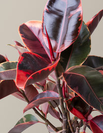 Ficus 'Ruby' | Tropical Indoor Plants & Houseplants for Delivery | The Sill