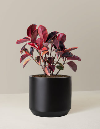 Ficus 'Ruby' | Tropical Indoor Plants & Houseplants for Delivery | The Sill