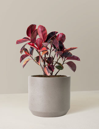 Ficus 'Ruby' | Tropical Indoor Plants & Houseplants for Delivery | The Sill