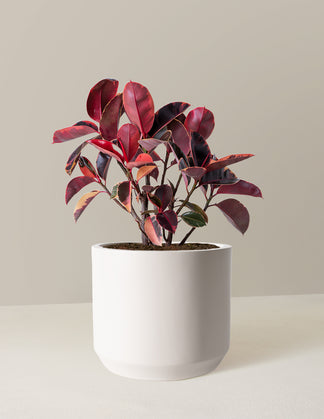 Ficus 'Ruby' | Tropical Indoor Plants & Houseplants for Delivery | The Sill