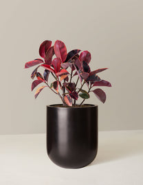 Ficus 'Ruby' | Tropical Indoor Plants & Houseplants for Delivery | The Sill