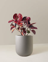 Ficus 'Ruby' | Tropical Indoor Plants & Houseplants for Delivery | The Sill
