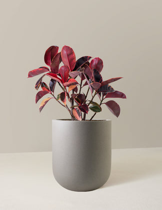 Ficus 'Ruby' | Tropical Indoor Plants & Houseplants for Delivery | The Sill