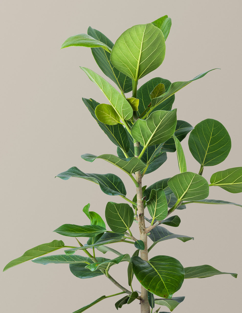 Ficus Audrey Bush | Indoor Plants and Houseplants for Delivery | The Sill
