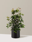 Fragrant Tea Olive Tree for Sale - Enhance Your Garden with Aromatic ...